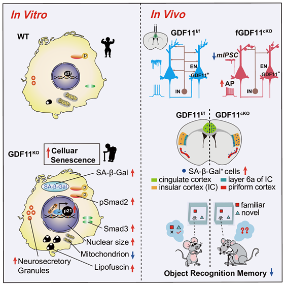 基础医学院赵经纬/舒友生/韩磊团队Nature Commun揭示GDF11抑制p21延缓兴奋性神经元衰老和脑衰老并改善认知和延长寿命新机制