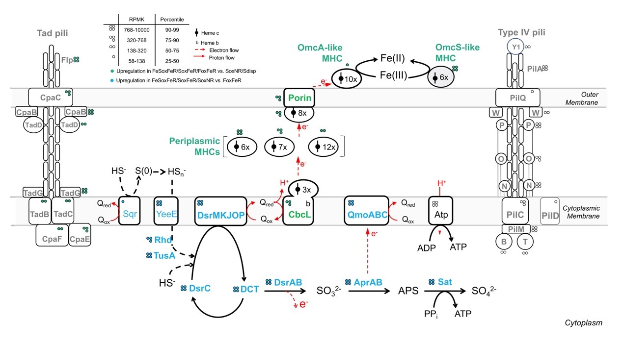 Scientists uncover hidden microbial process linking sulfur and iron