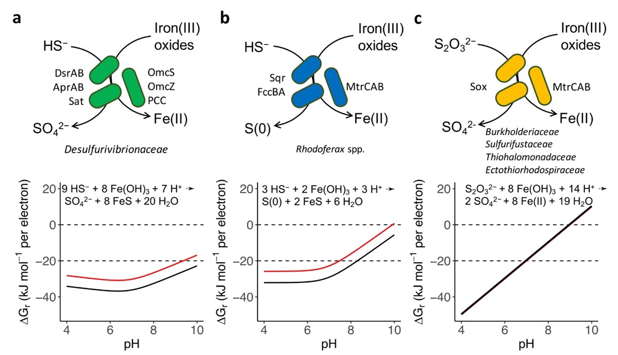 Scientists uncover hidden microbial process linking sulfur and iron