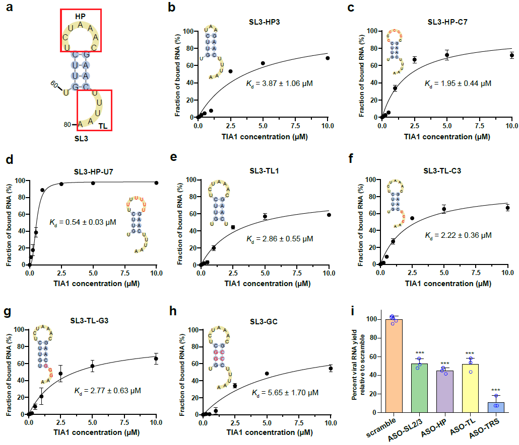 How SARS-CoV-2 SL3 RNA element bind to human TIA1 protein?