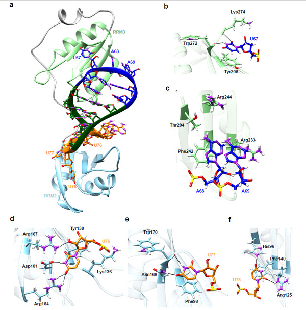 How SARS-CoV-2 SL3 RNA element bind to human TIA1 protein?