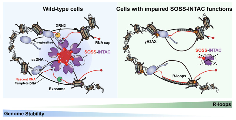 生研院陆华松实验室合作在Nature发文揭示SOSS-INTAC复合物在转录与基因组稳定性维持中的“双重质控”新角色