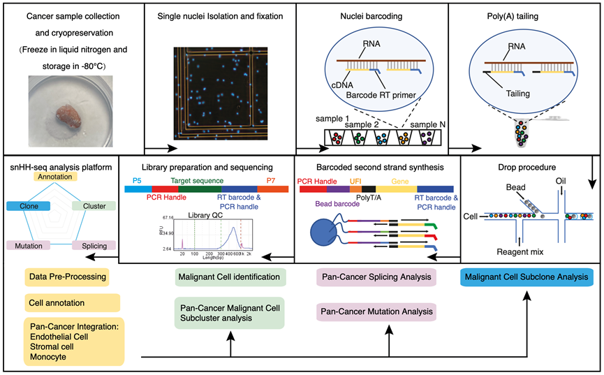 ZJU scientists develop high-throughput and high-sensitivity single ...