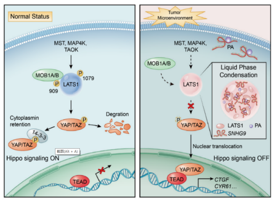 Scientists discover role of lncRNA in regulating Hippo signaling via ...