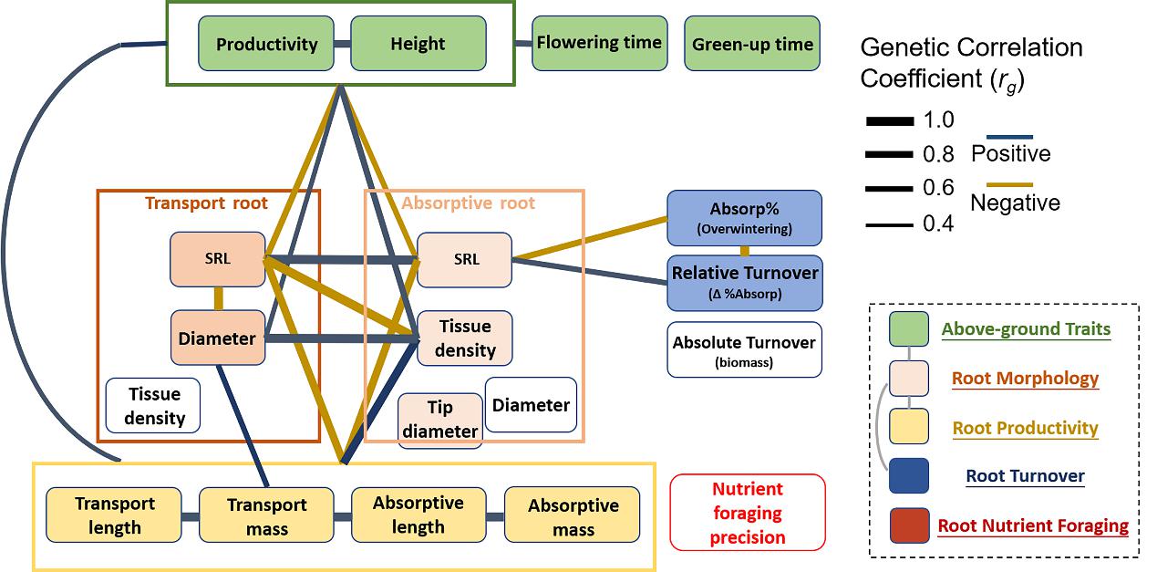 Genetic basis of root economic spectrum