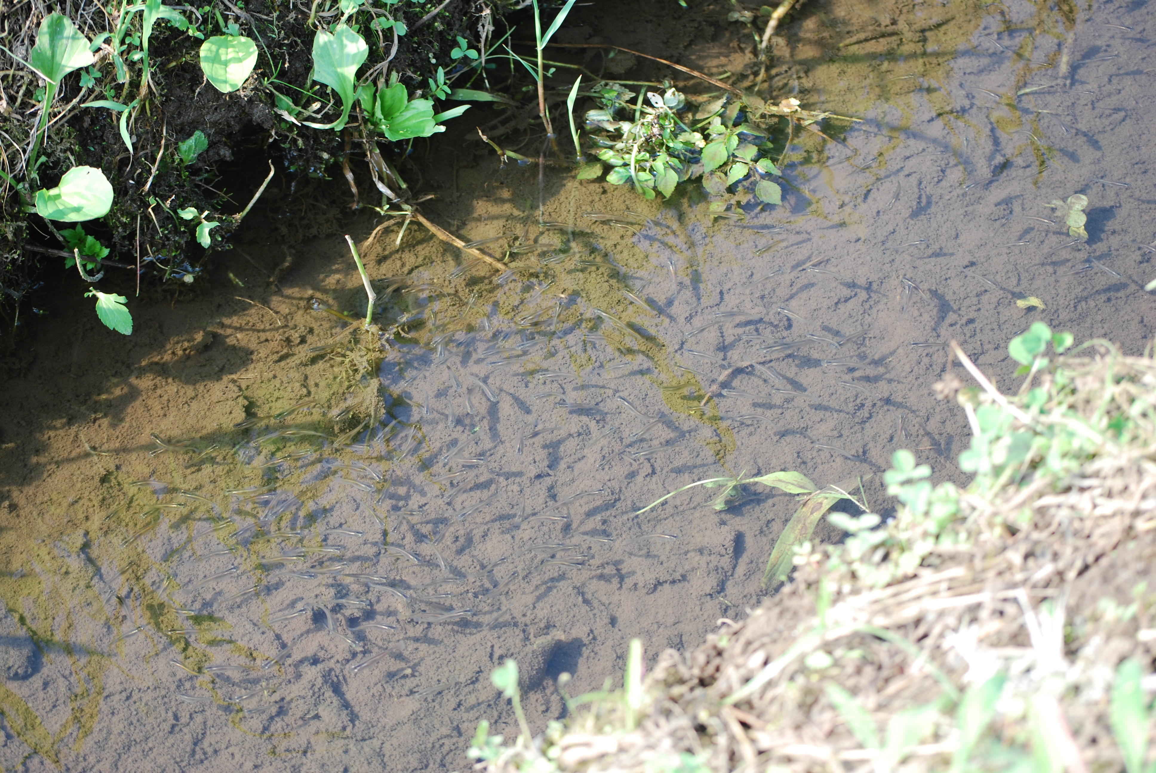 Scientists identify ways to preserve genetic diversity in rice-fish system
