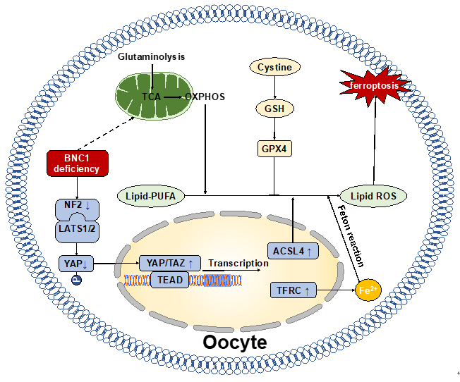 ZJU scientists discover new pathologic mechanism of primary ovarian ...