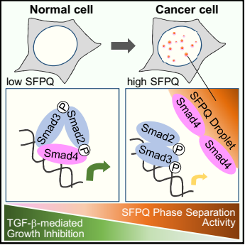 生研院冯新华实验室在Developmental Cell在线发文揭示SFPQ 凝聚体阻断TGF-β抑制肿瘤发生的机制