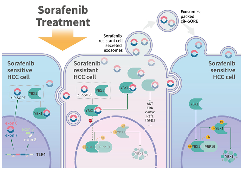 Scientists discover new transmission mechanism of exosome-mediated ...