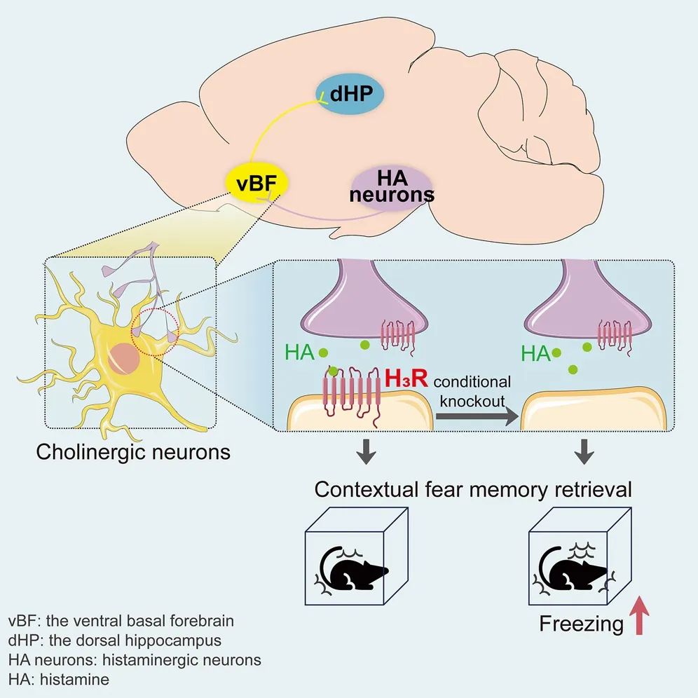 基础医学院胡薇薇/陈忠/蒋磊课题组《Cell Reports》发文揭示组胺H3受体调控情景恐惧记忆的细胞类型与亚细胞分布的空间特异性作用