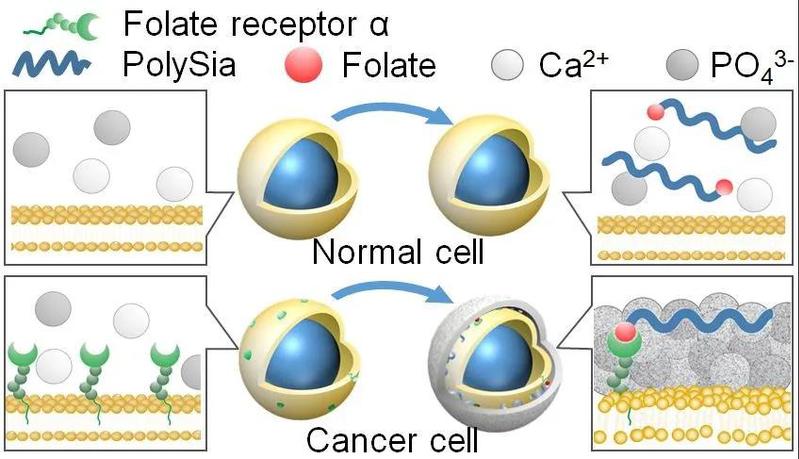 ZJU scientists develop macromolecular drug for cancer therapy via ...