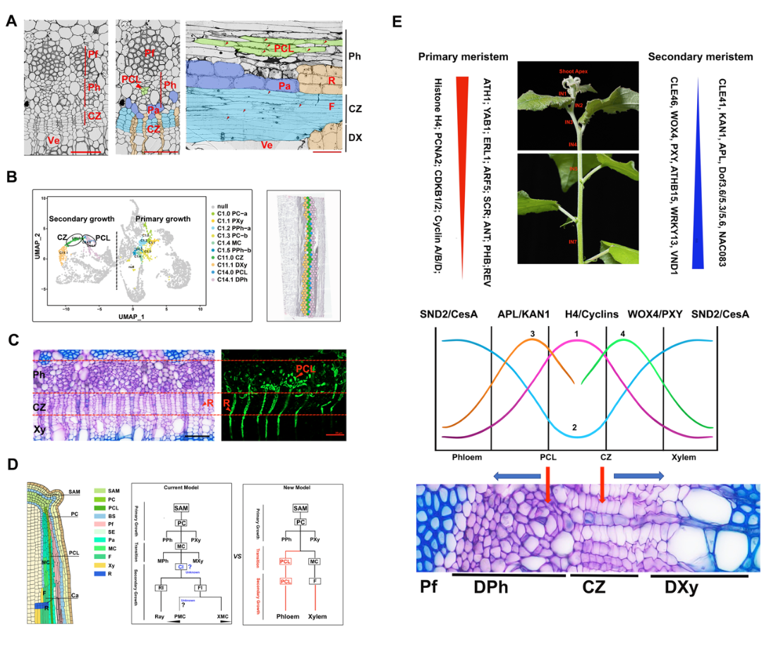生命科学学院植物所杜娟课题组报道植物维管组织系统发育领域的最新研究进展