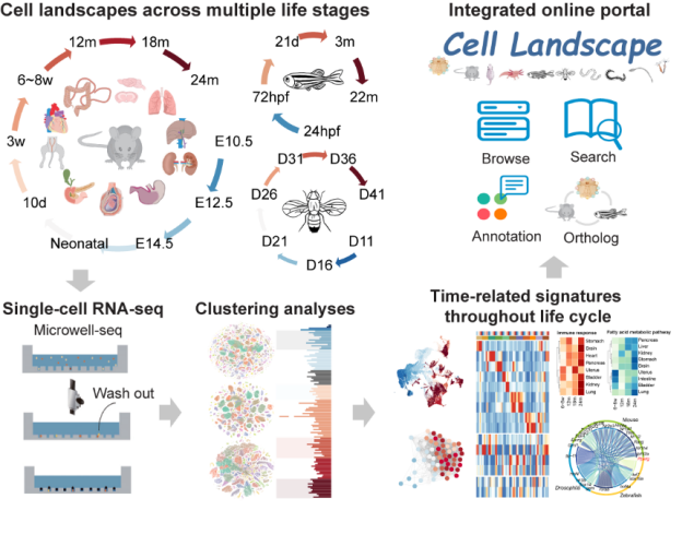 Cross-species cell landscape constructed at single-cell level