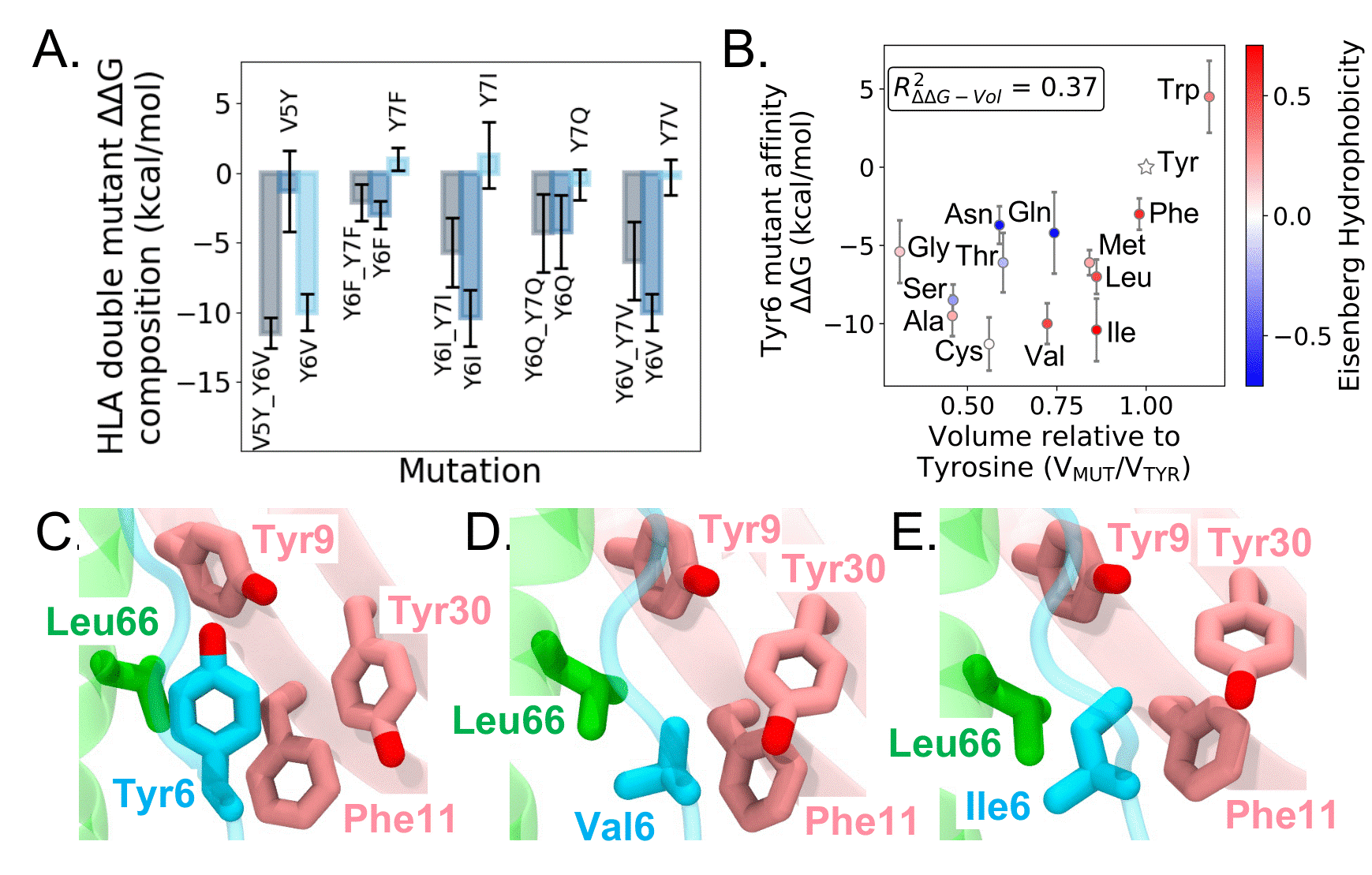 ZJU scientists’ work opens door to potential T1D autoantigen-based vaccine
