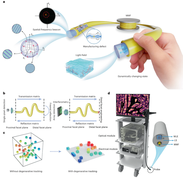 STABLE endoscopy: Achieving super-resolution imaging using multimode ...