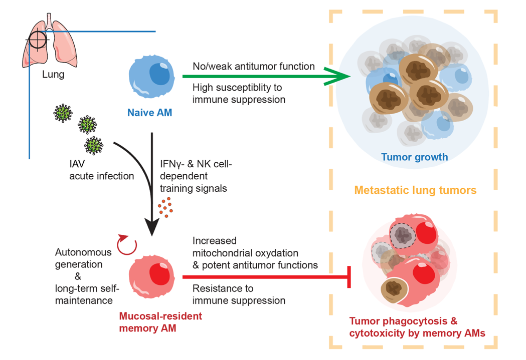 Influenza trains alveolar macrophages to fight cancer