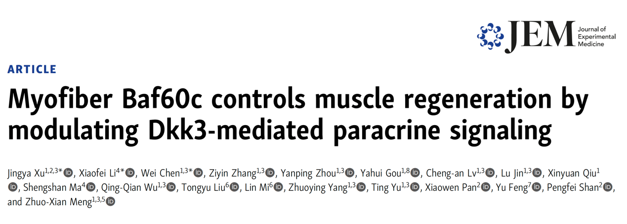 基础医学院孟卓贤课题组《Journal of Experimental Medicine》发文揭示肥胖和2型糖尿病相关肌肉再生功能障碍和肌少症的新机制