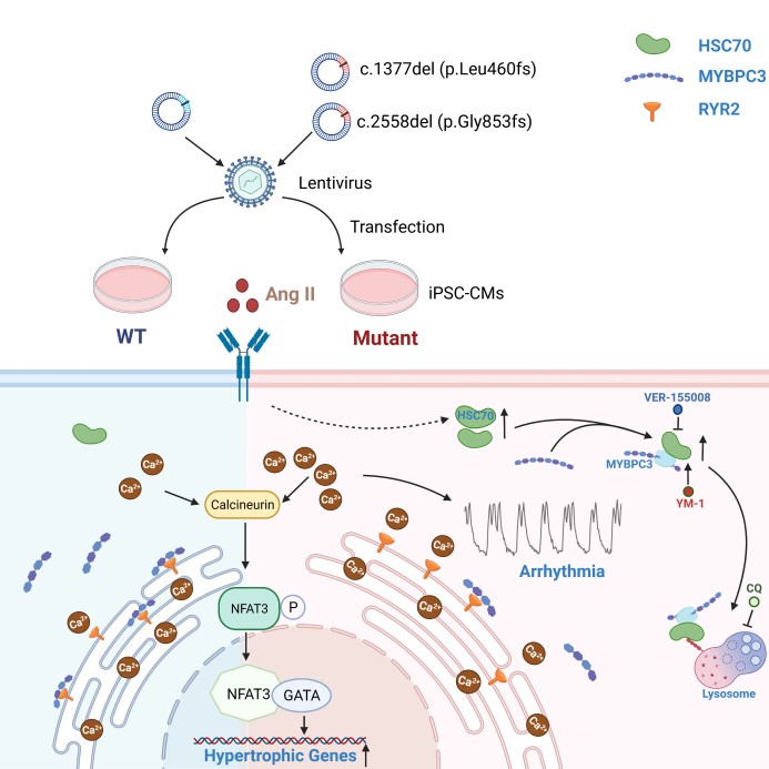 ZJU scientists elucidate novel molecular mechanism of MYBPC3-related ...