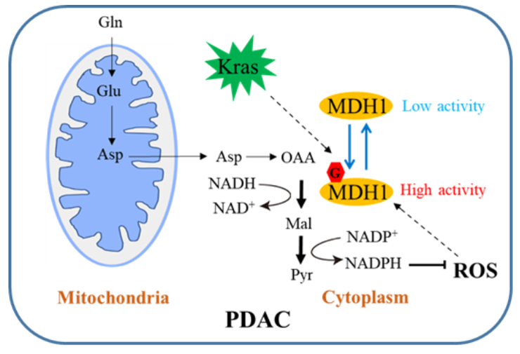 ZJU scientists identify O-GlcNAcylation as cause of pancreatic tumor ...