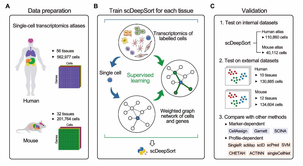 ZJU scientists develop a novel tool for single-cell transcriptomics