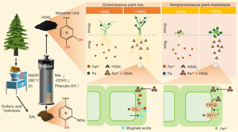 ZJU scientists discover a lignin-derived material to improve plant growth