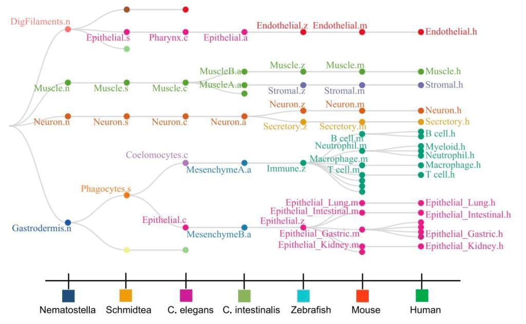 Scientists trace cell-type evolution by cross-species comparison of ...