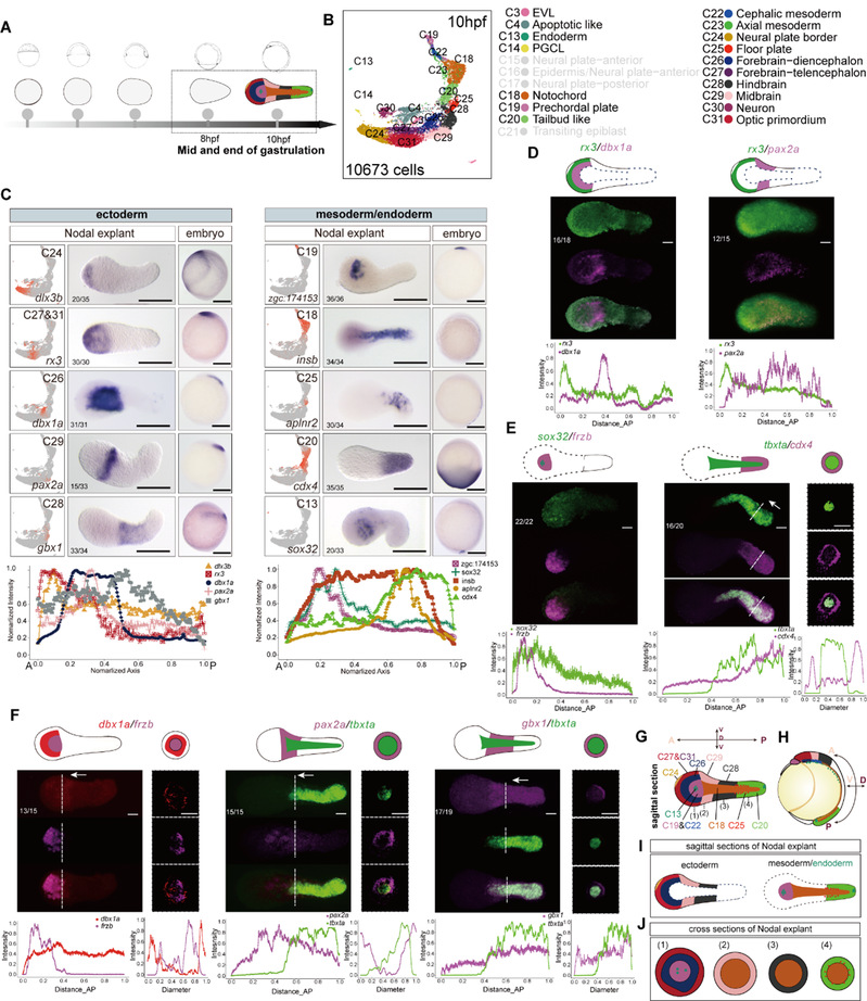 基础医学院徐鹏飞团队与哈佛大学医学院Sean G. Megason团队合作利用斑马鱼胚胎干细胞体外构建一个头部类似结构