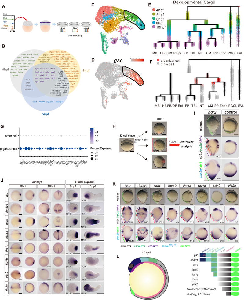 基础医学院徐鹏飞团队与哈佛大学医学院Sean G. Megason团队合作利用斑马鱼胚胎干细胞体外构建一个头部类似结构