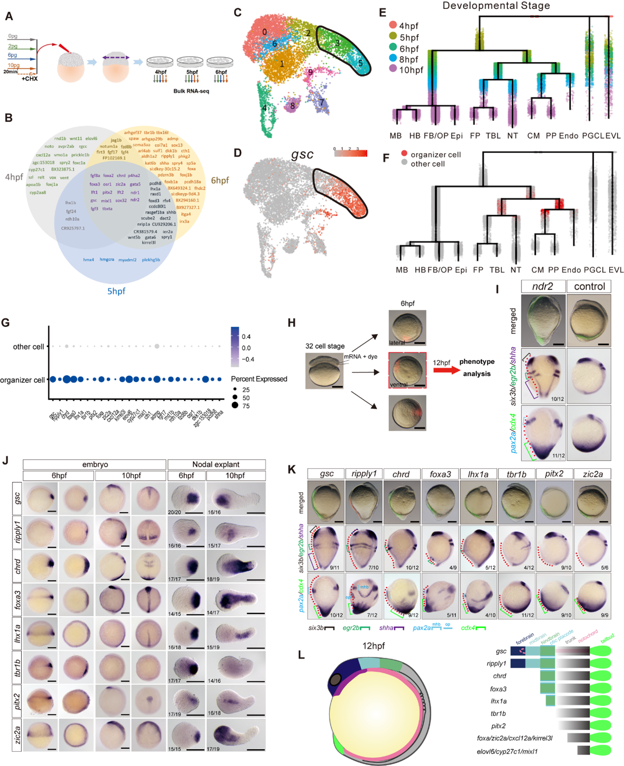 基础医学院徐鹏飞团队与哈佛大学医学院Sean G. Megason团队合作利用斑马鱼胚胎干细胞体外构建一个头部类似结构