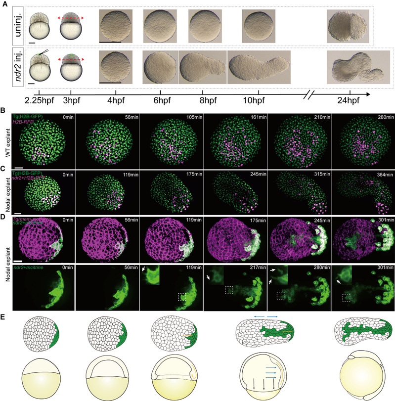 基础医学院徐鹏飞团队与哈佛大学医学院Sean G. Megason团队合作利用斑马鱼胚胎干细胞体外构建一个头部类似结构