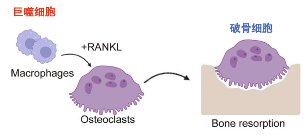 基础医学院王迪课题组《Developmental Cell》揭示GSDMD在组织稳态中生理功能并报道其新切割片段抑制溶酶体成熟的生物学功能