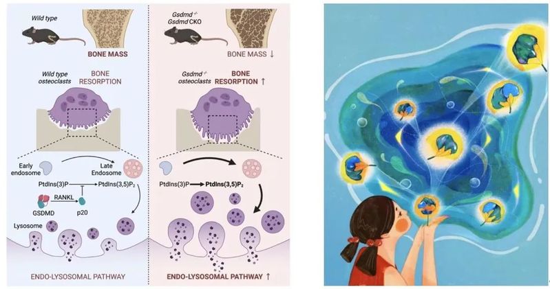 基础医学院王迪课题组《Developmental Cell》揭示GSDMD在组织稳态中生理功能并报道其新切割片段抑制溶酶体成熟的生物学功能