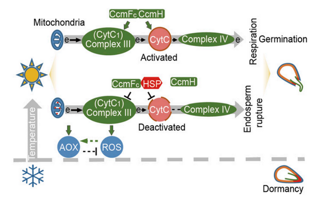 Molecular details of key steps in crop growth uncovered by researches from the College of ...