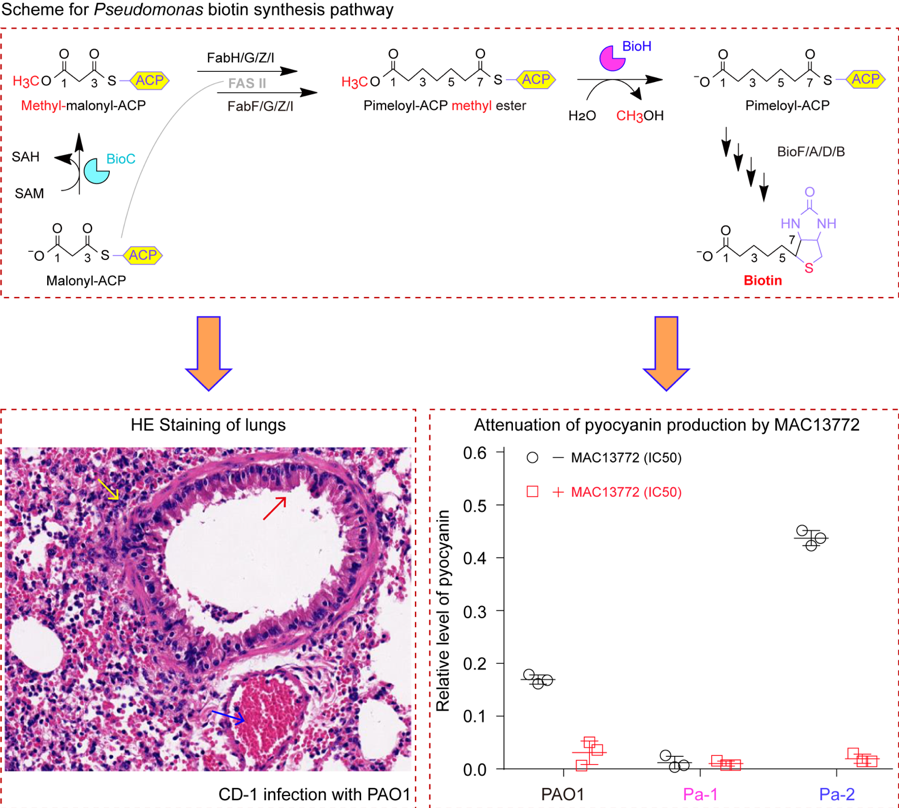 基础医学院冯友军课题组《PLOS Pathogens》发文揭示抗ESKAPE感染的生物素代谢靶点