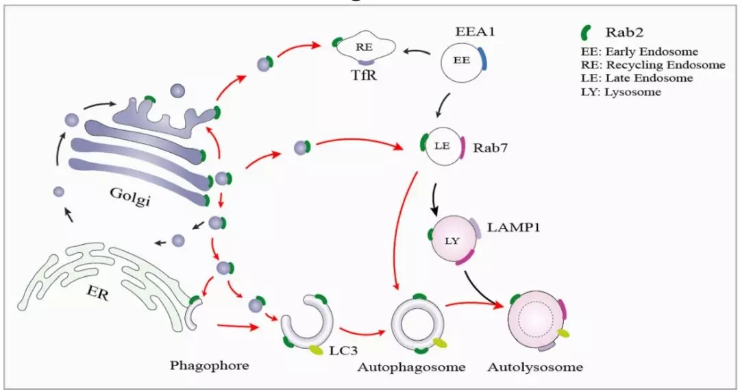 The key role of RAB2 in autophagic structures identified