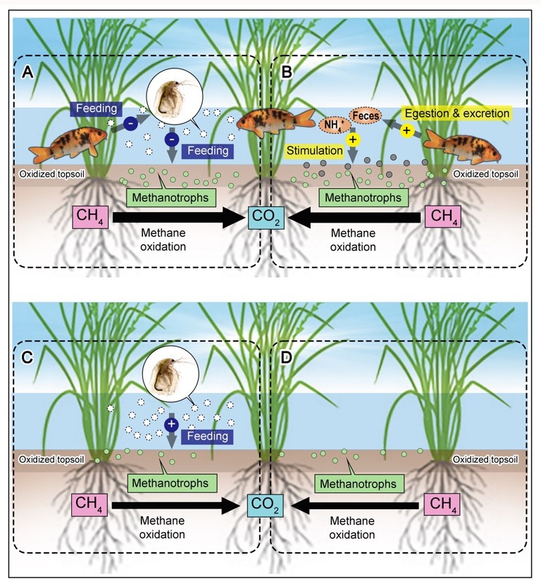 How do fish affect soil methane oxidation in the rice-fish system?
