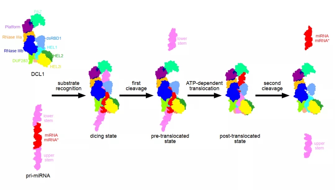 ZJU scientists reveal structural basis of microRNA processing in plants