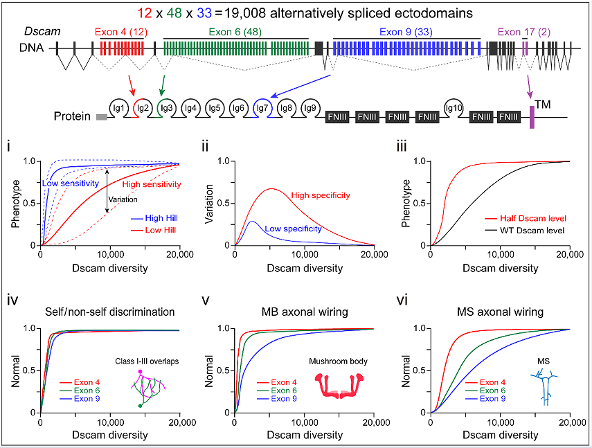 生命科学学院金勇丰教授课题组PLOS Biology发文揭示复杂Dscam可变剪接体多样性的功能框架图