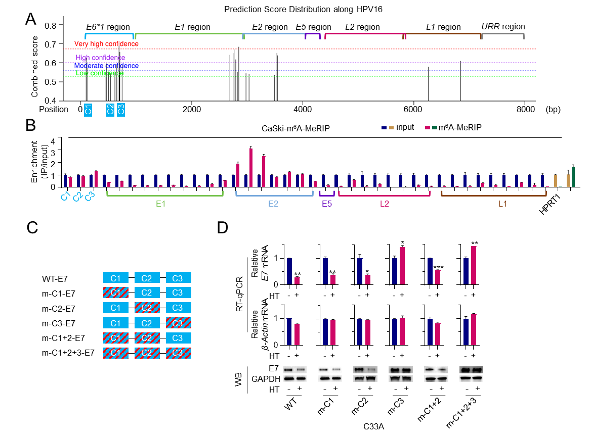 Cell Reports封面│许志宏/程晓东/那仁满都拉揭示热介导m6A修饰mRNA反向调控m6A识别蛋白命运以降解癌RNA-蛋白复合体