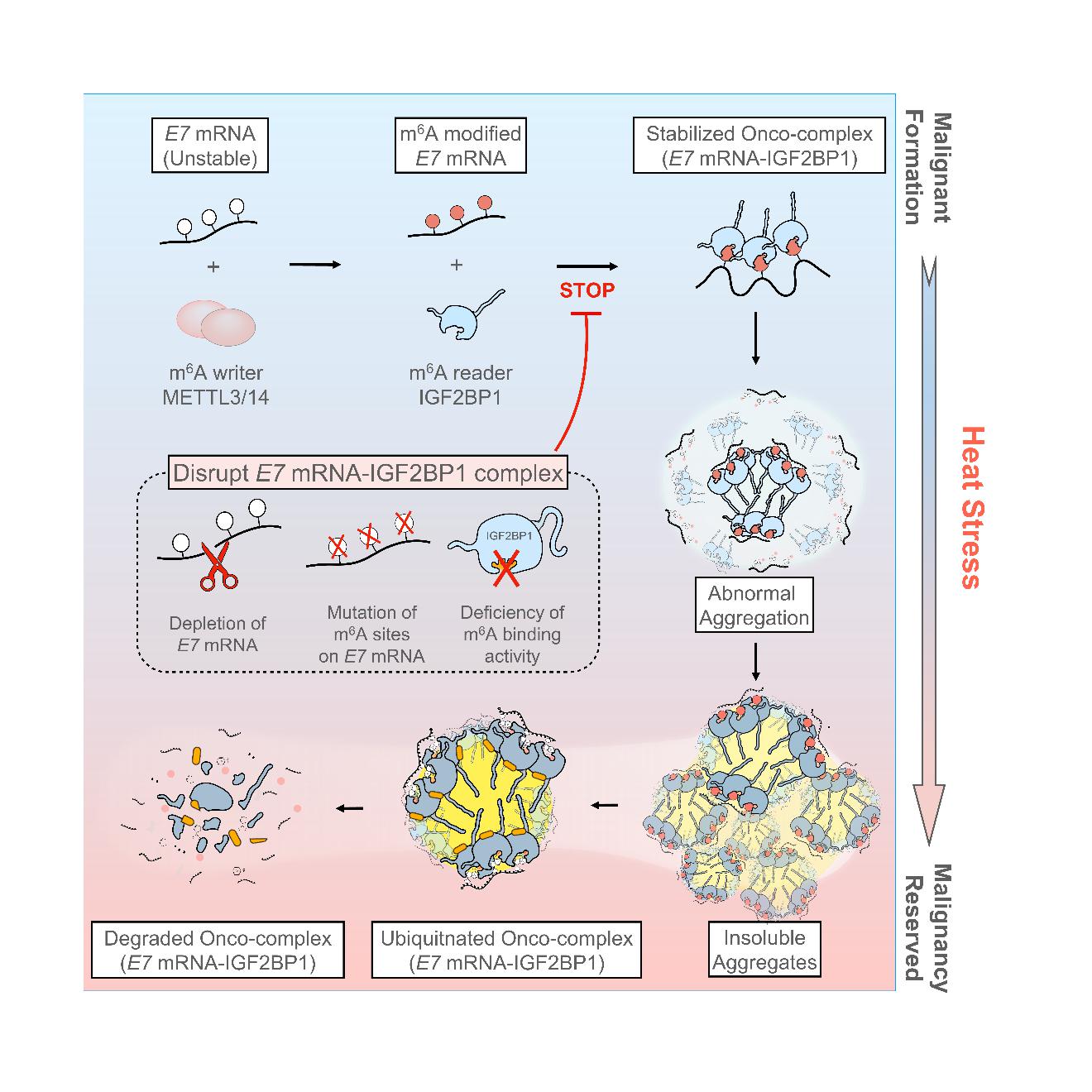 Cell Reports封面│许志宏/程晓东/那仁满都拉揭示热介导m6A修饰mRNA反向调控m6A识别蛋白命运以降解癌RNA-蛋白复合体