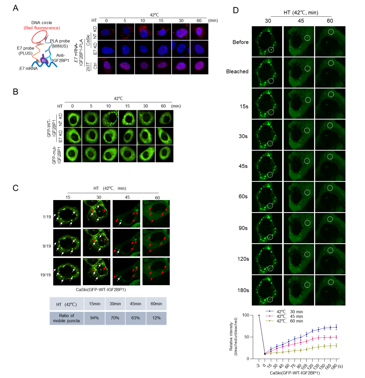 Cell Reports封面│许志宏/程晓东/那仁满都拉揭示热介导m6A修饰mRNA反向调控m6A识别蛋白命运以降解癌RNA-蛋白复合体