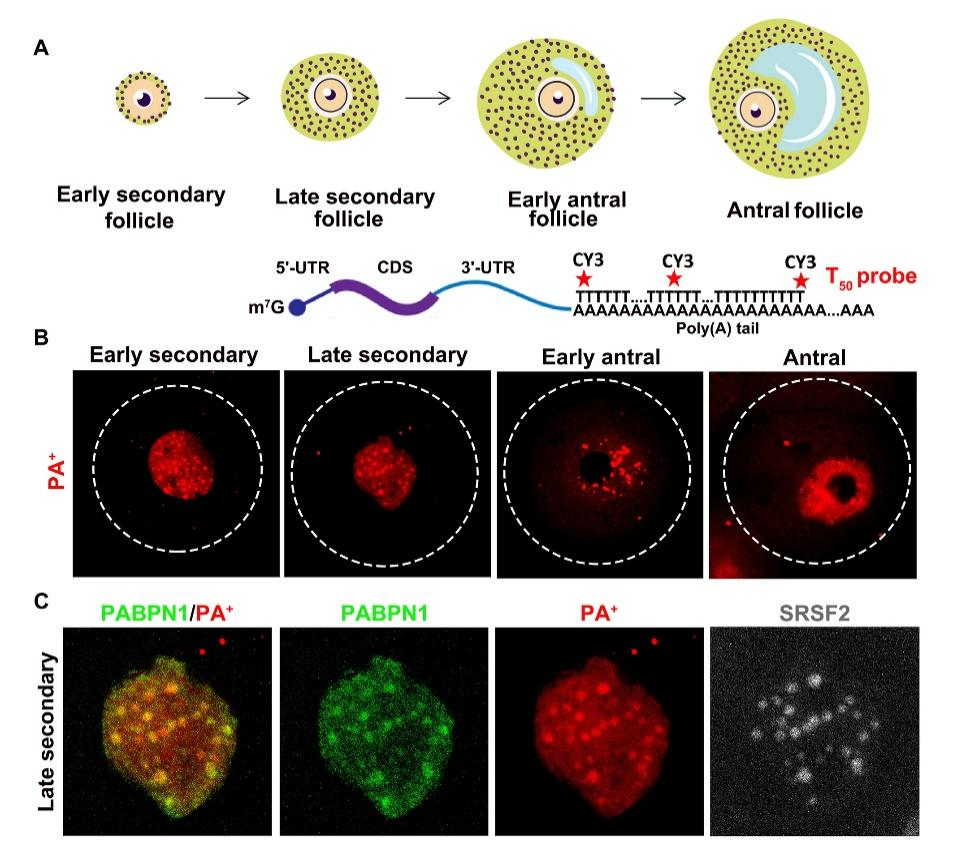 生研院范衡宇实验室在Science Advances发文揭示poly(A)结合蛋白PABPN1通过液-液相分离机制调控卵子发生过程中mRNA的 ...