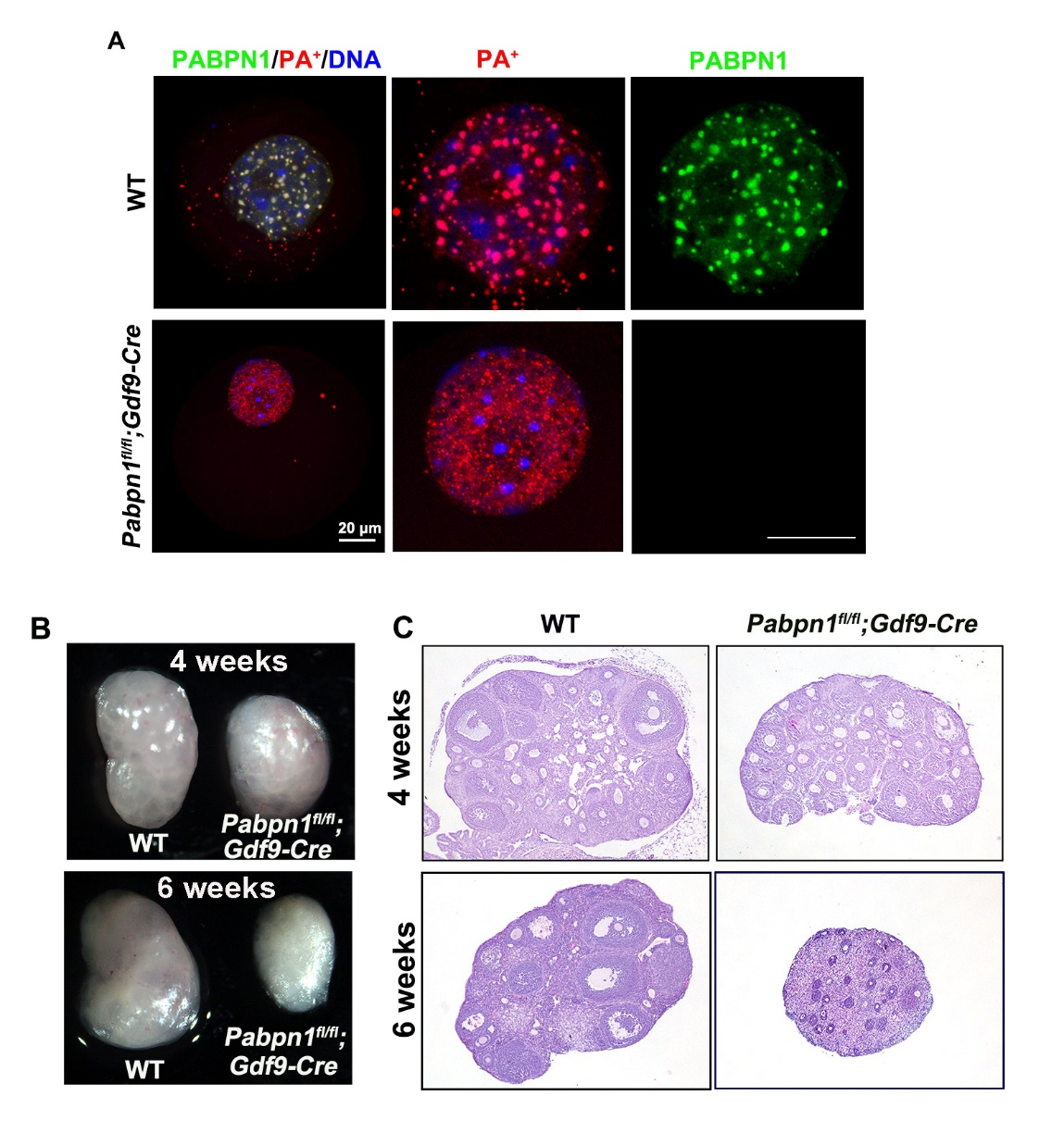 生研院范衡宇实验室在Science Advances发文揭示poly(A)结合蛋白PABPN1通过液-液相分离机制调控卵子发生过程中mRNA的 ...