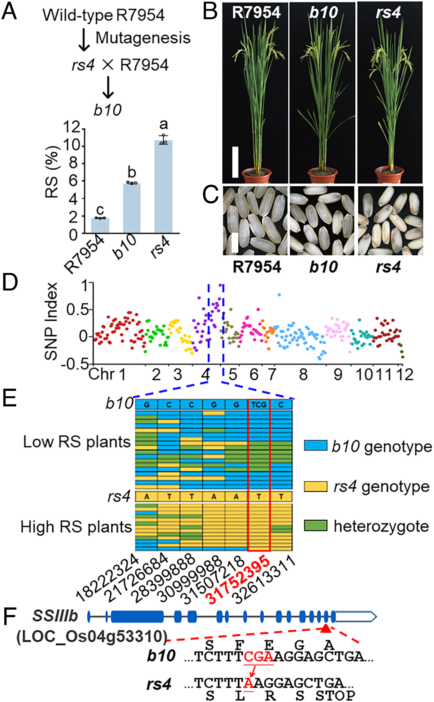 Scientists discover molecular mechanism of RS biosynthesis in rice